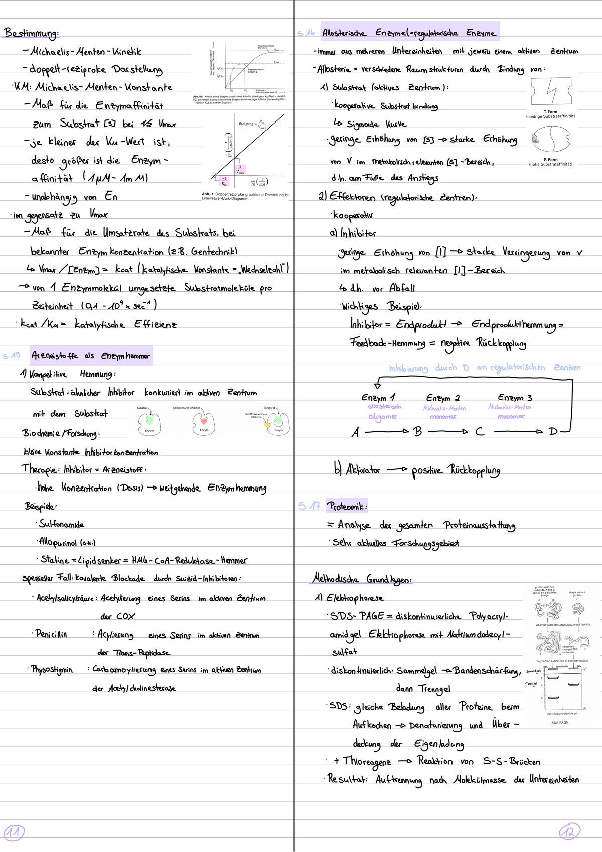 Biochemie I 11-12 - Grundlagen der Biochemie - Studocu