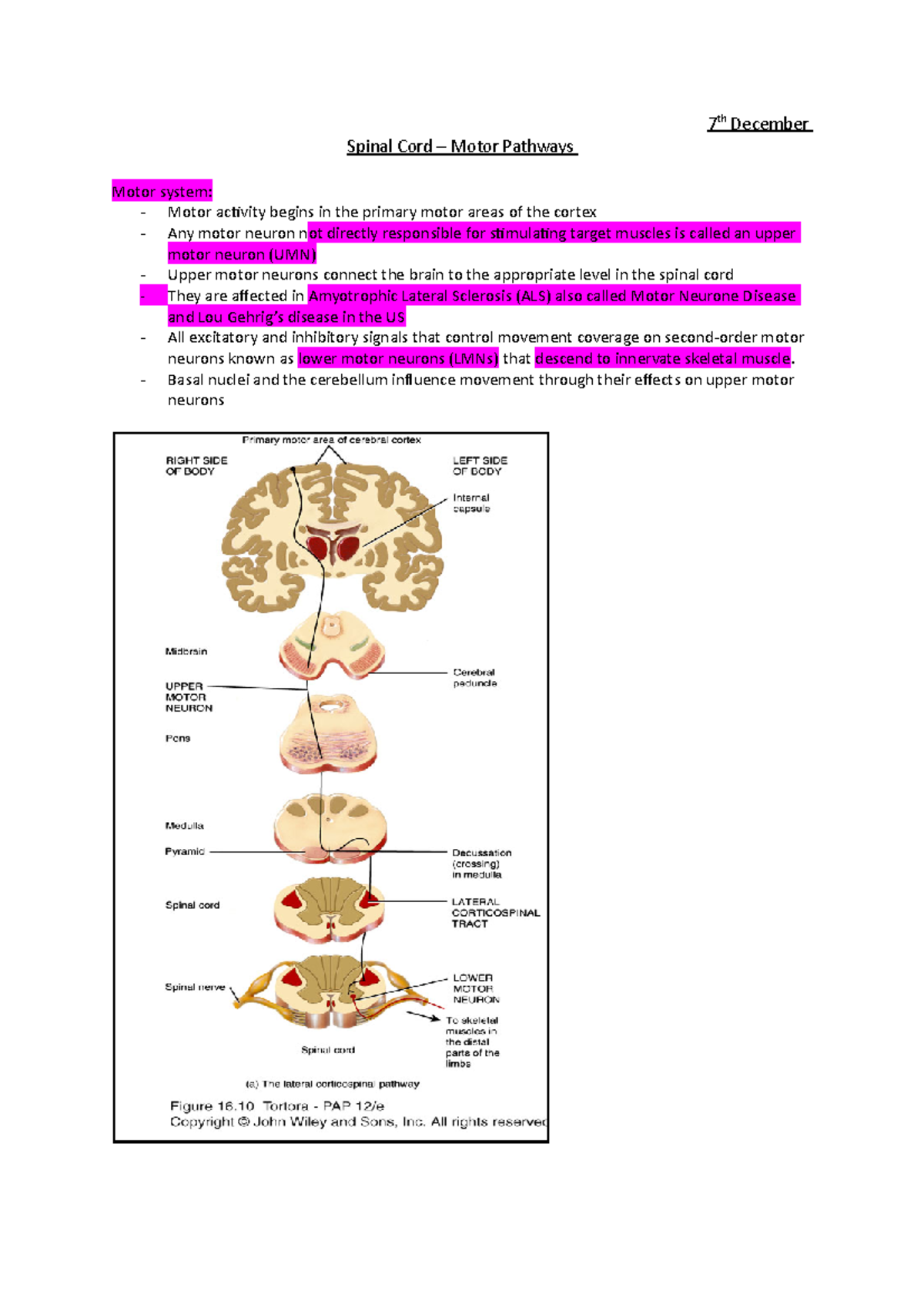 Spinal cord motor - 7th December - 7 th December Spinal Cord – Motor ...