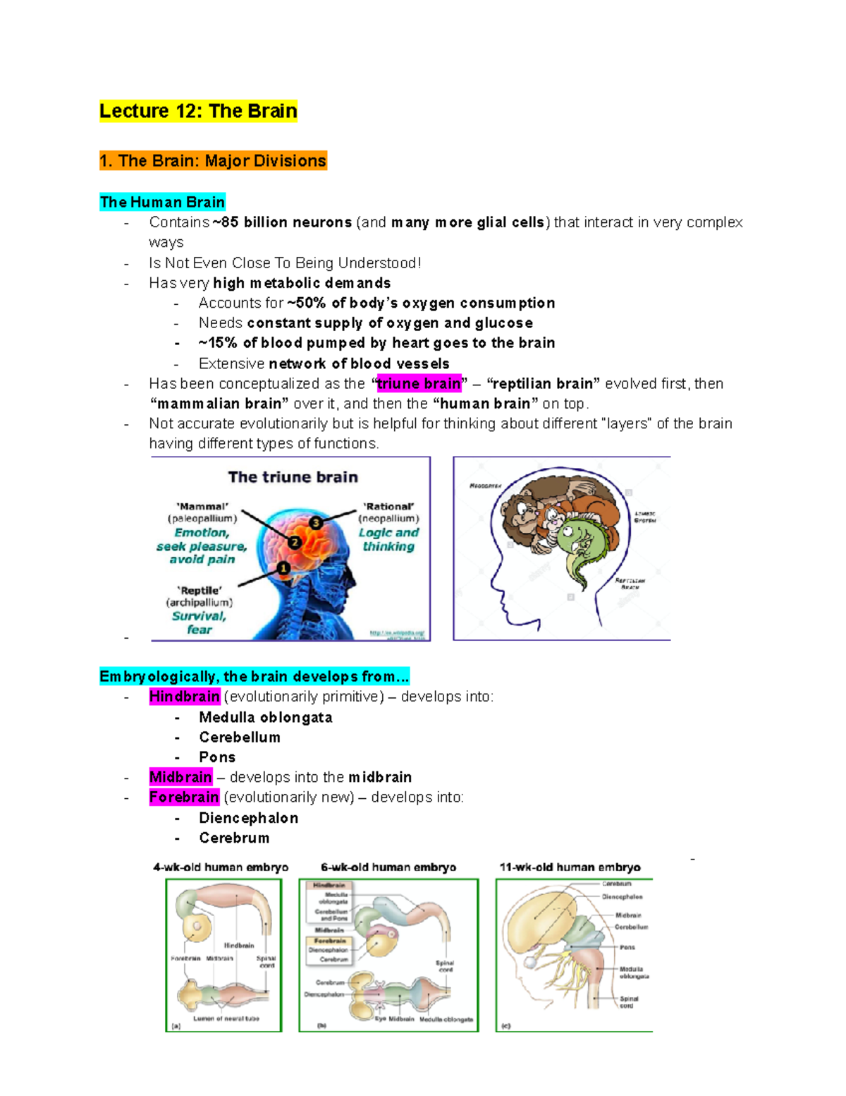BIOL 171A Lec. 12 - Lecture notes 12 - Lecture 12: The Brain 1. The ...