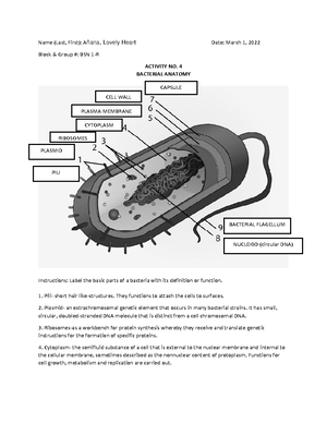 Flatworms - FLATWORMS Trematodes and Cestodes TREMATODES Possesses ...