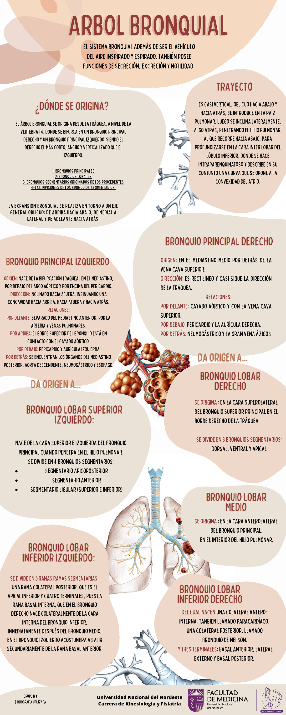 Infografia arbol bronquial - BRONQUIO LOBARBRONQUIO LOBAR INFERIOR ...
