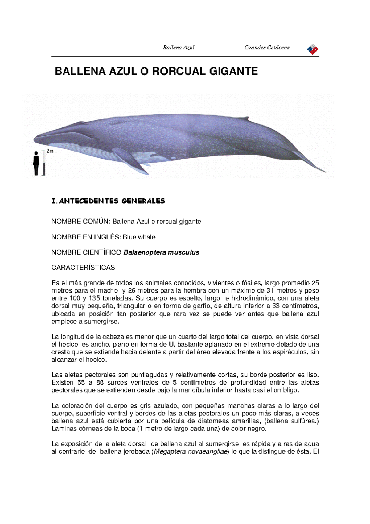 Ballena azul - Su cuerpo es esbelto, largo e hidrodinámico, con una ...