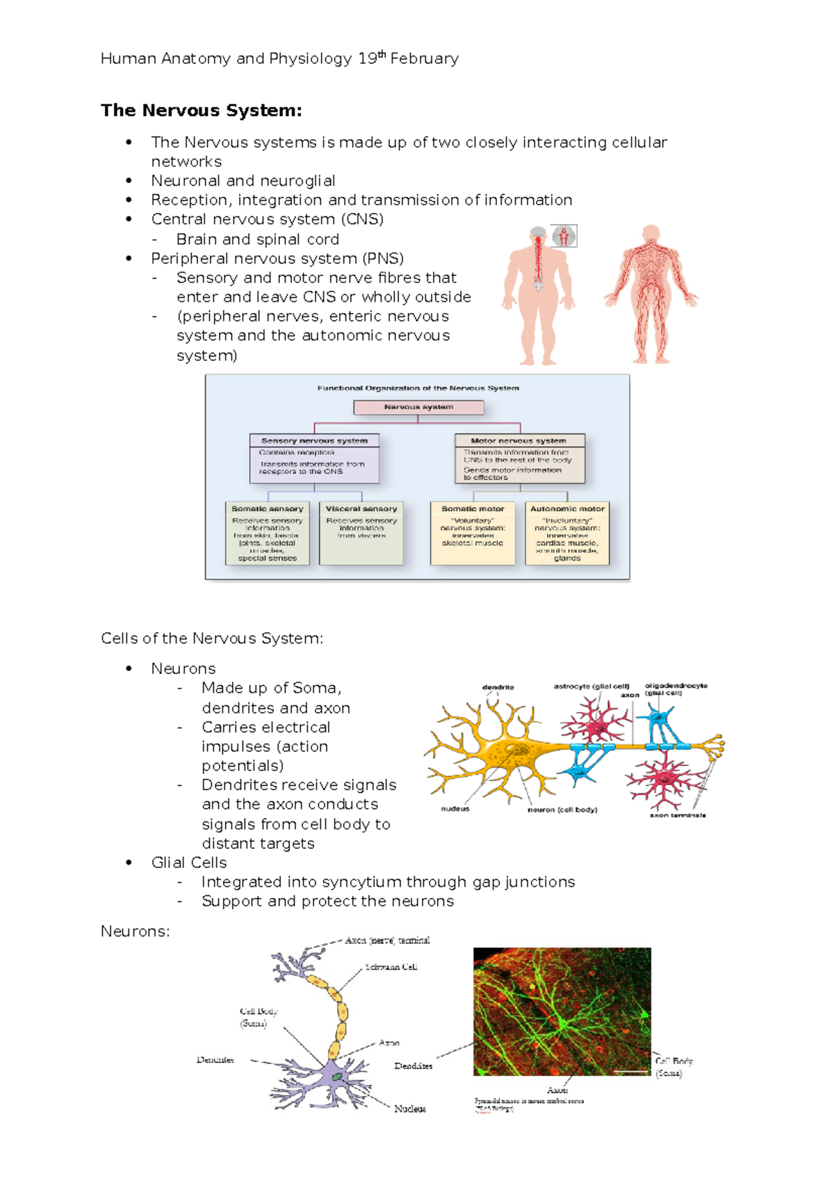 Lecture 5 19.02.2020 Nervous System - The Nervous System: The Nervous ...