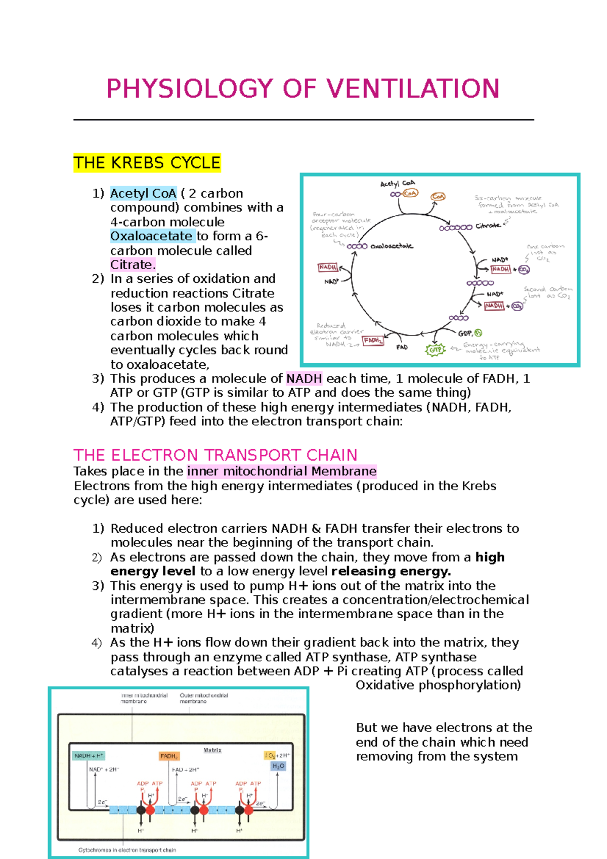 Physiology OF Ventilation - PHYSIOLOGY OF VENTILATION THE KREBS CYCLE ...