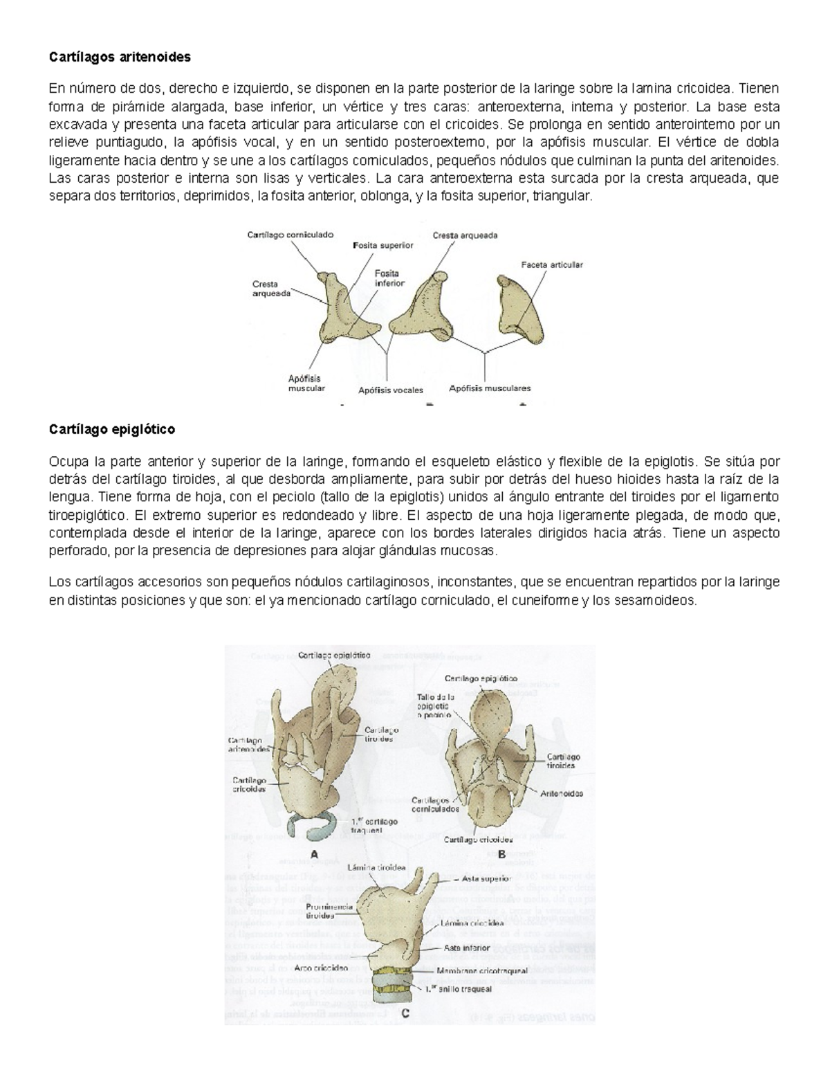 Cartílagos aritenoides - Cartílagos aritenoides En número de dos ...