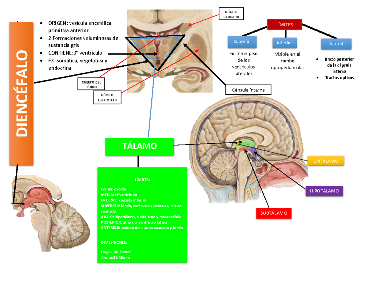 Diencéfalo - NEUROANATOMÍA - . DIENC.. ORIGEN: vesÌcula encef·lica ...