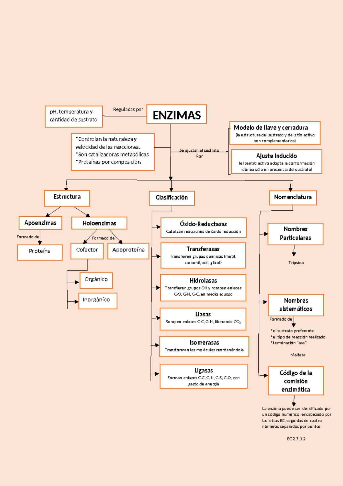 Mapa conceptual de las Enzimas 2 - Formado de Formado de *el sustrato preferente *el tipo de ...