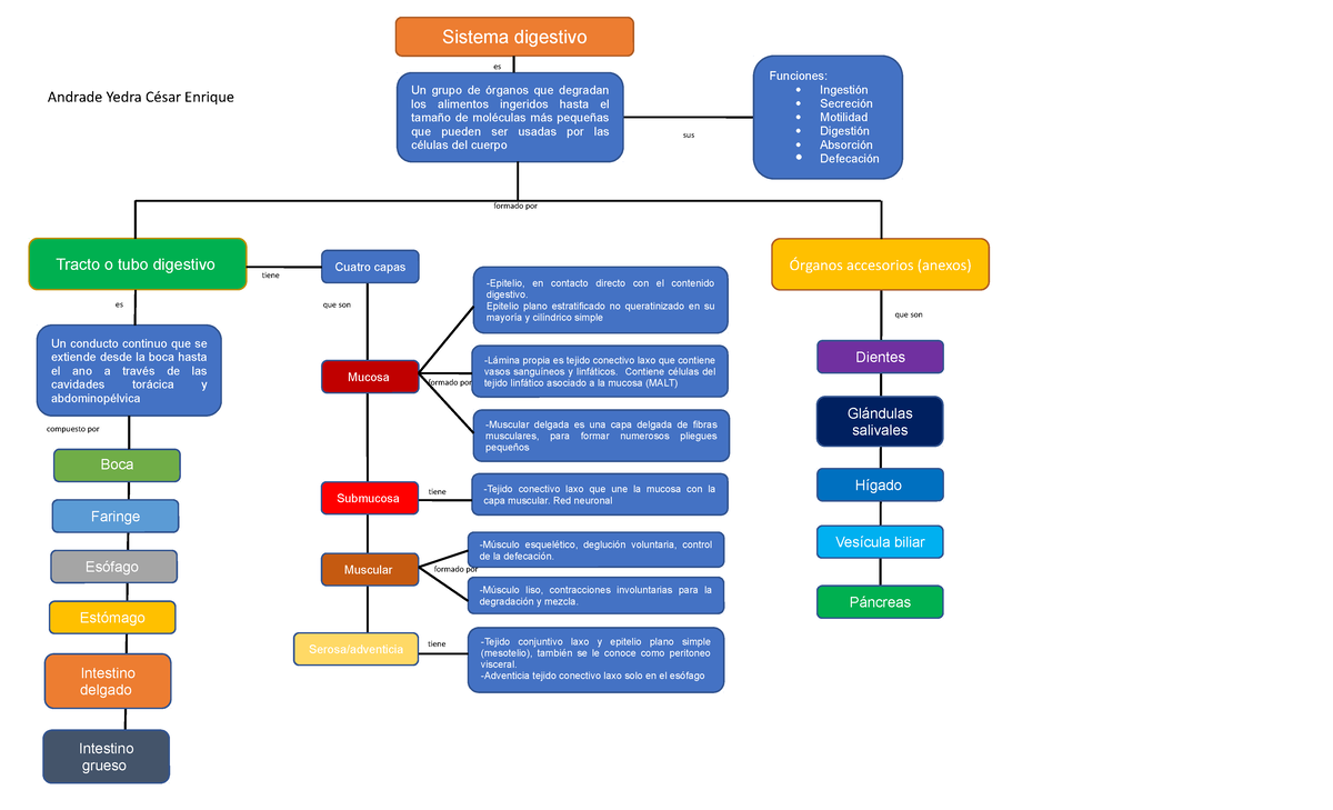 Mapa digestivo - Andrade Yedra César Enrique es -Tejido conjuntivo laxo ...