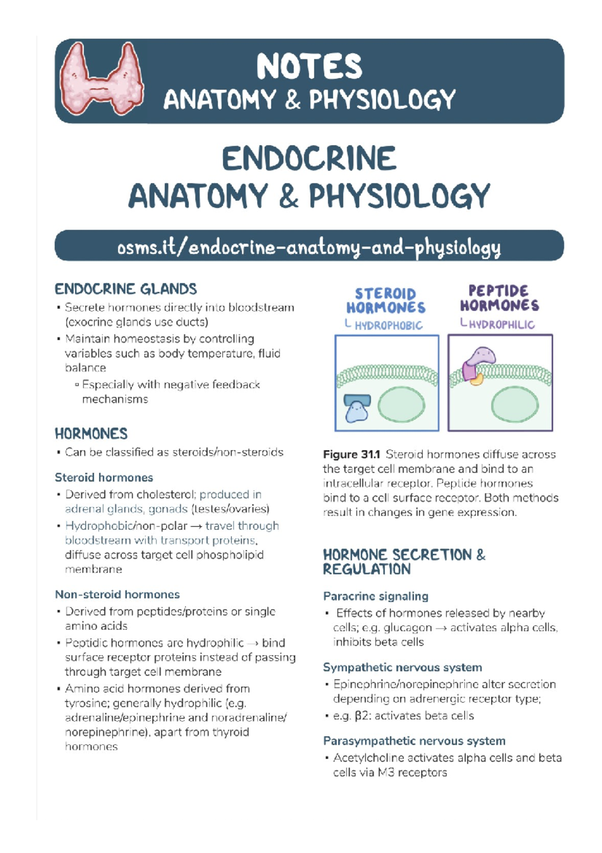Endocrine Physiology - PHSL3006 - Studocu