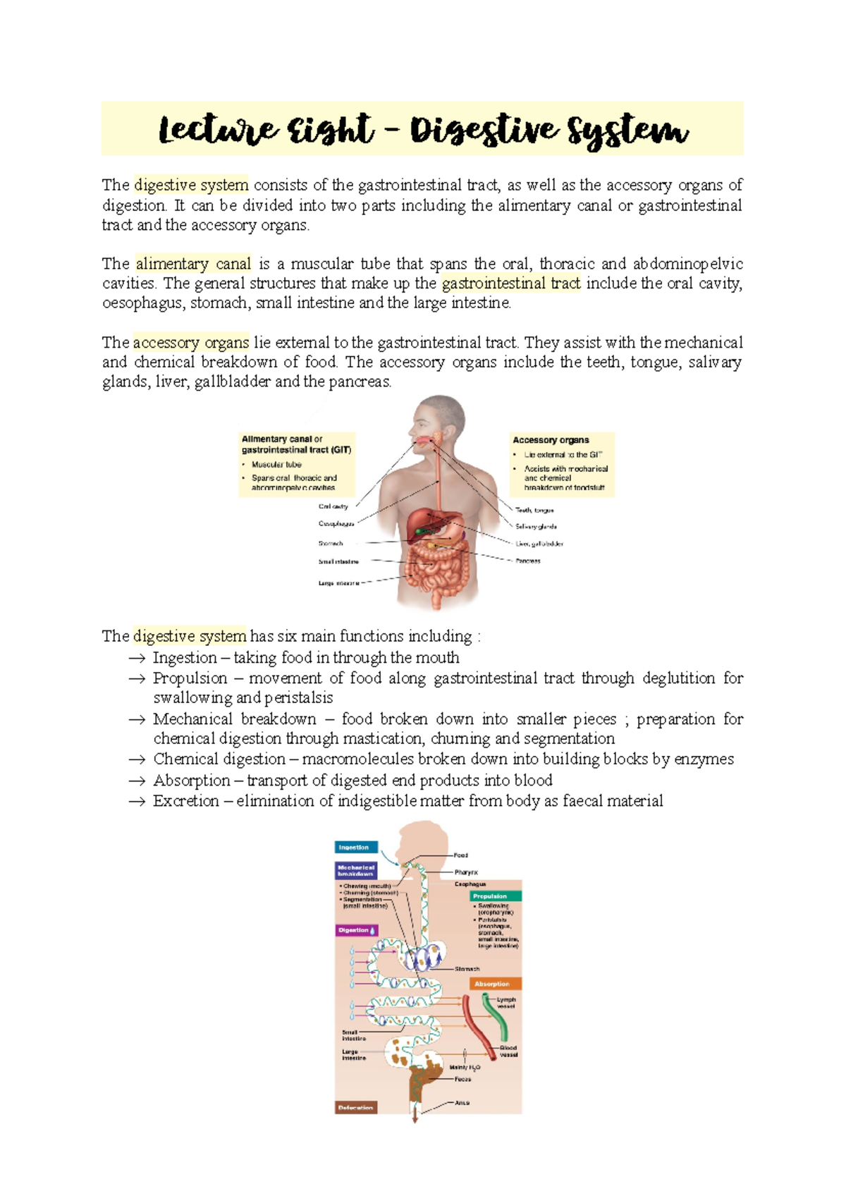 Lecture 8 - digestive system - Lecture Eight – Digestive System The ...