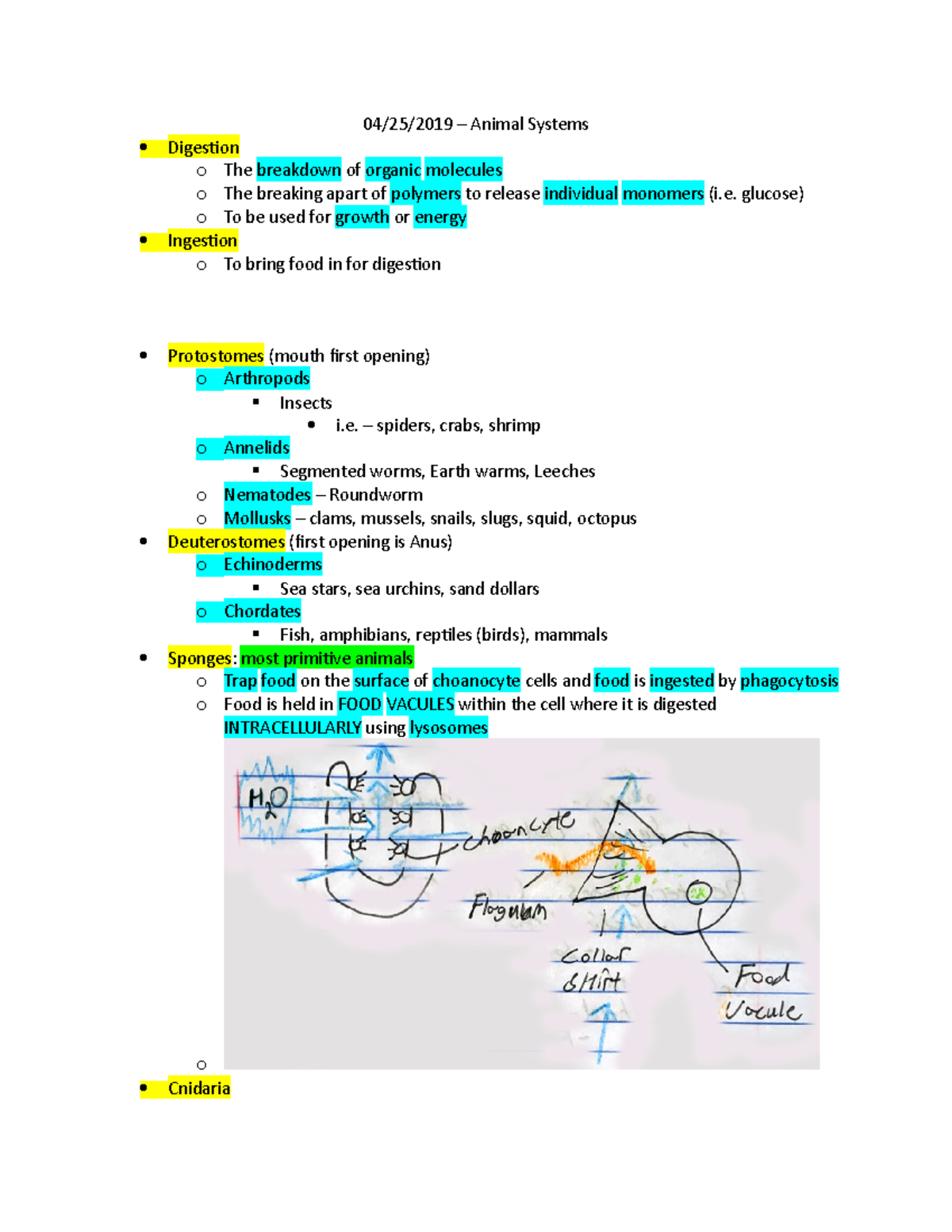 Animal Systems - 04/25/2019 – Animal Systems Digestion o The breakdown ...