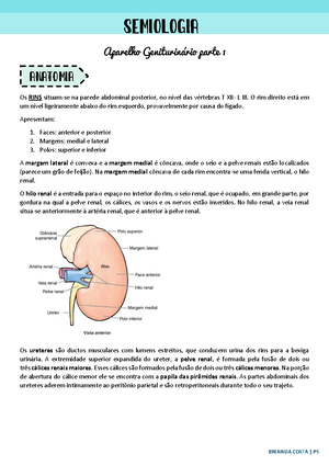 Semiologia do Sistema Genital Masculino - Warning: TT: undefined function: 32 Warning: TT ...