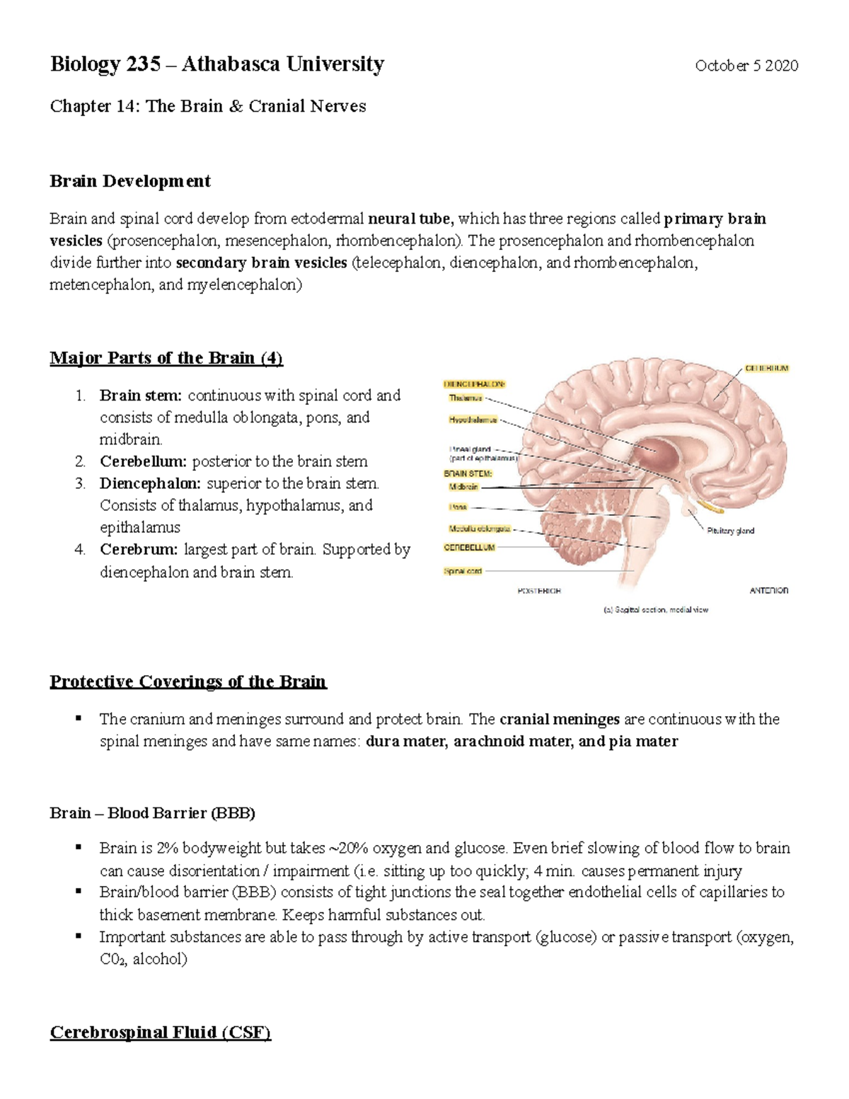 Notes Chapter 14 Brain and Cranial Nerves - Biology 235 – Athabasca ...