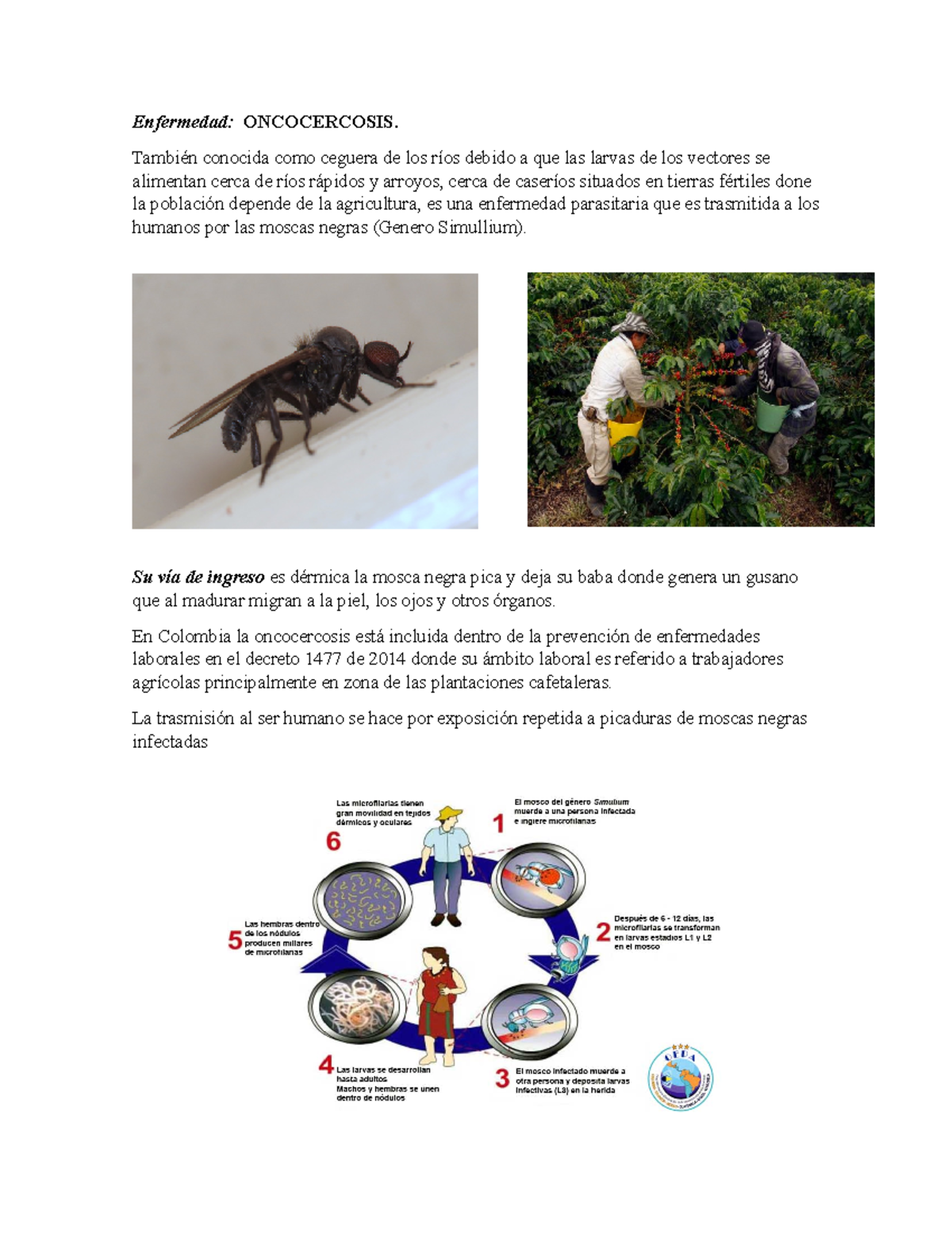 Enfermedad de oncocercocis - Enfermedad: ONCOCERCOSIS. También conocida ...