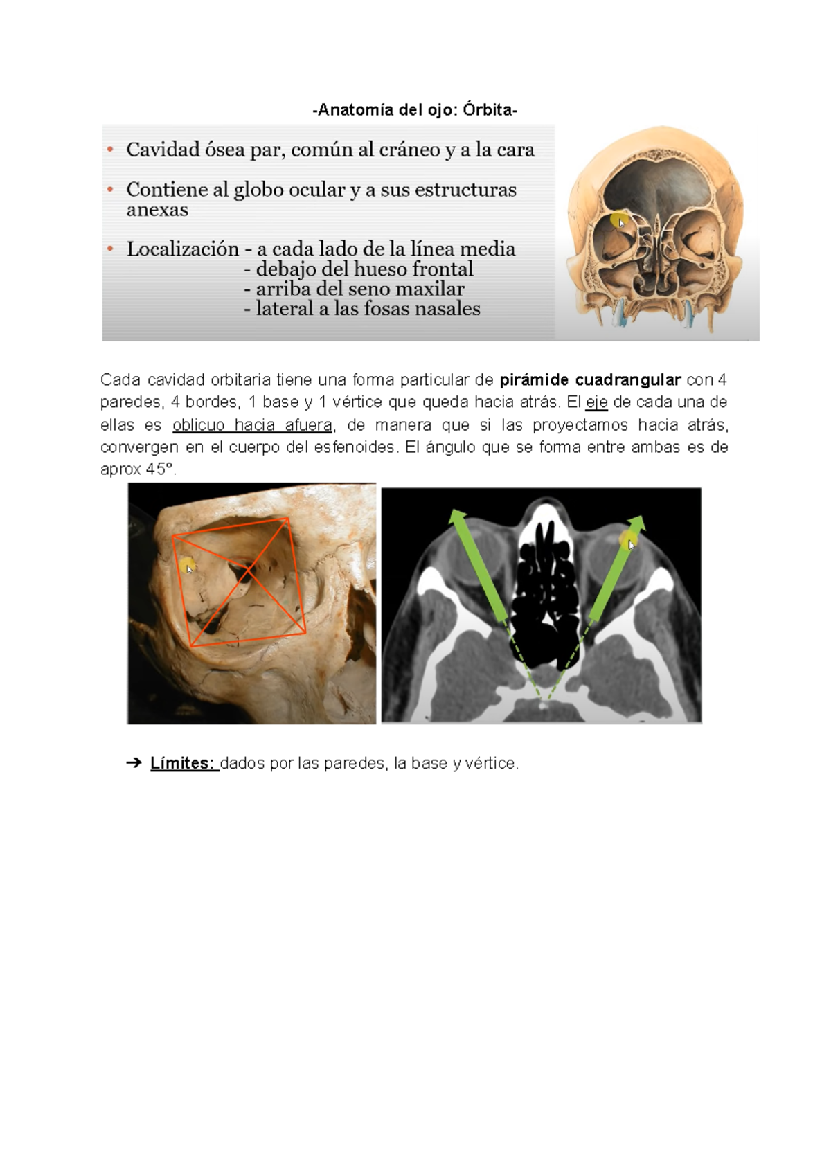 Módulo 2- Neuro - resumen teóricos -Anatomía del ojo: Órbita- Cada ...