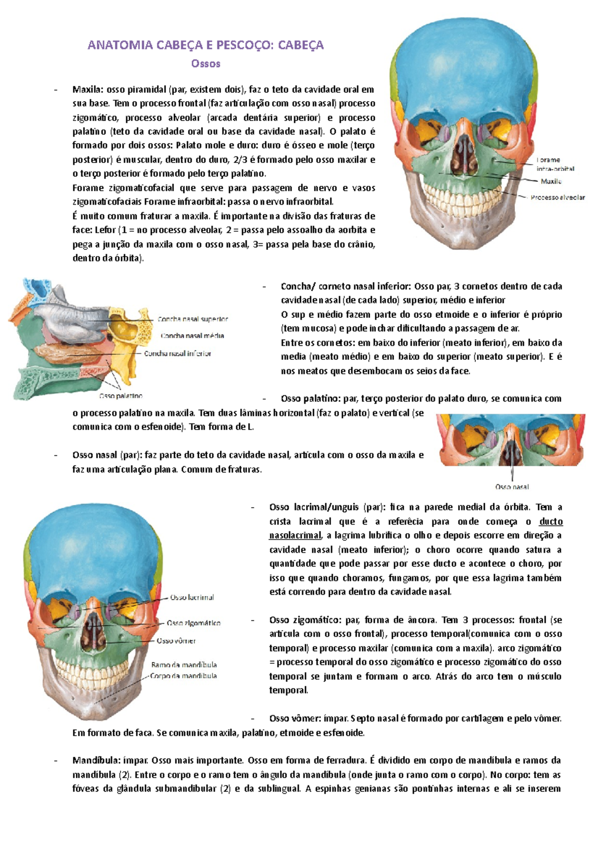 Anatomia cabeça e pescoço - Ossos, Mm. da face e boca - ANATOMIA CABEÇA ...