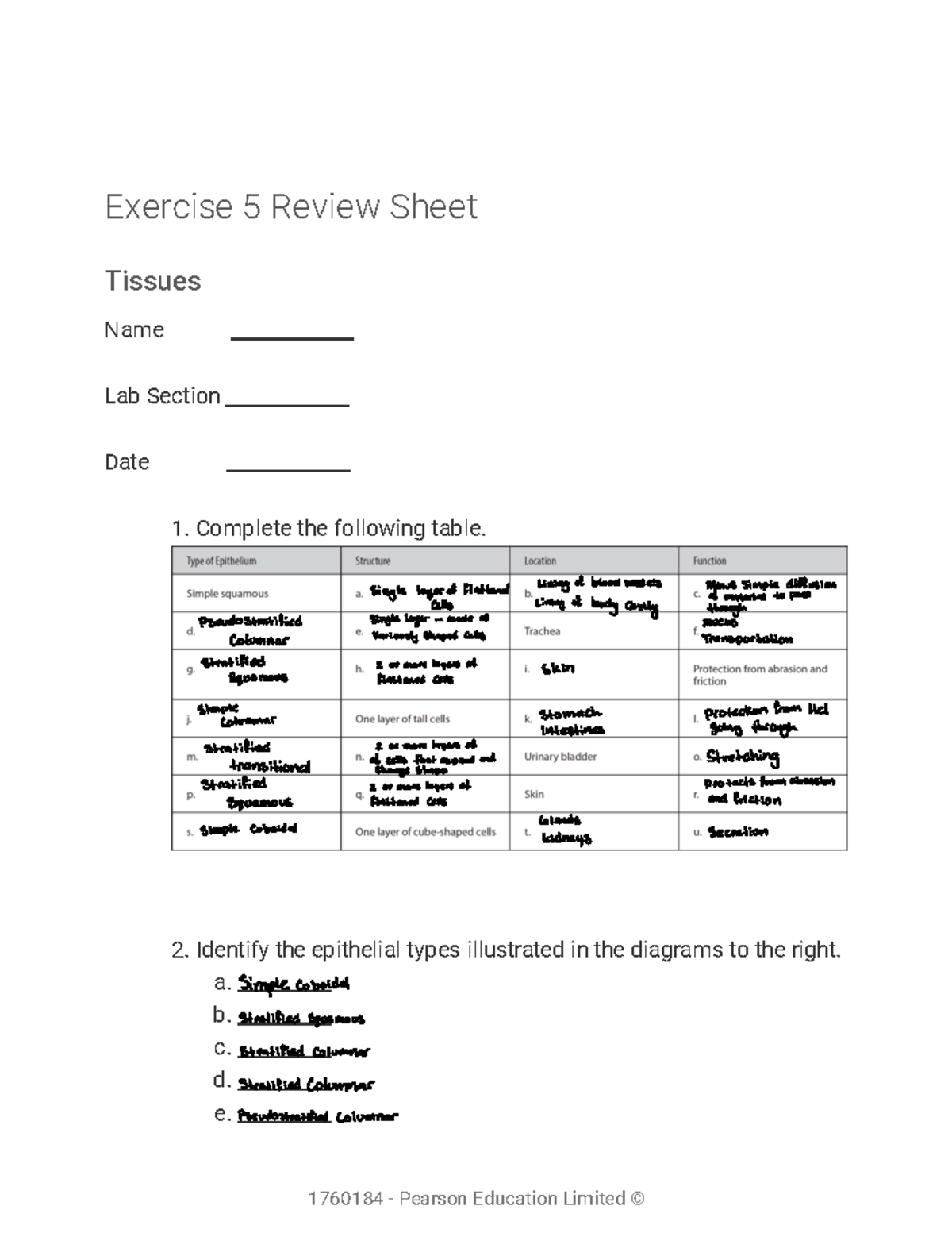 Lab Ass. 5 - Lab assignment completed - Exercise 5 Review Sheet Tissues ... Lab Ass. 5 - Lab assignment completed - Exercise 5 Review Sheet Tissues ...
