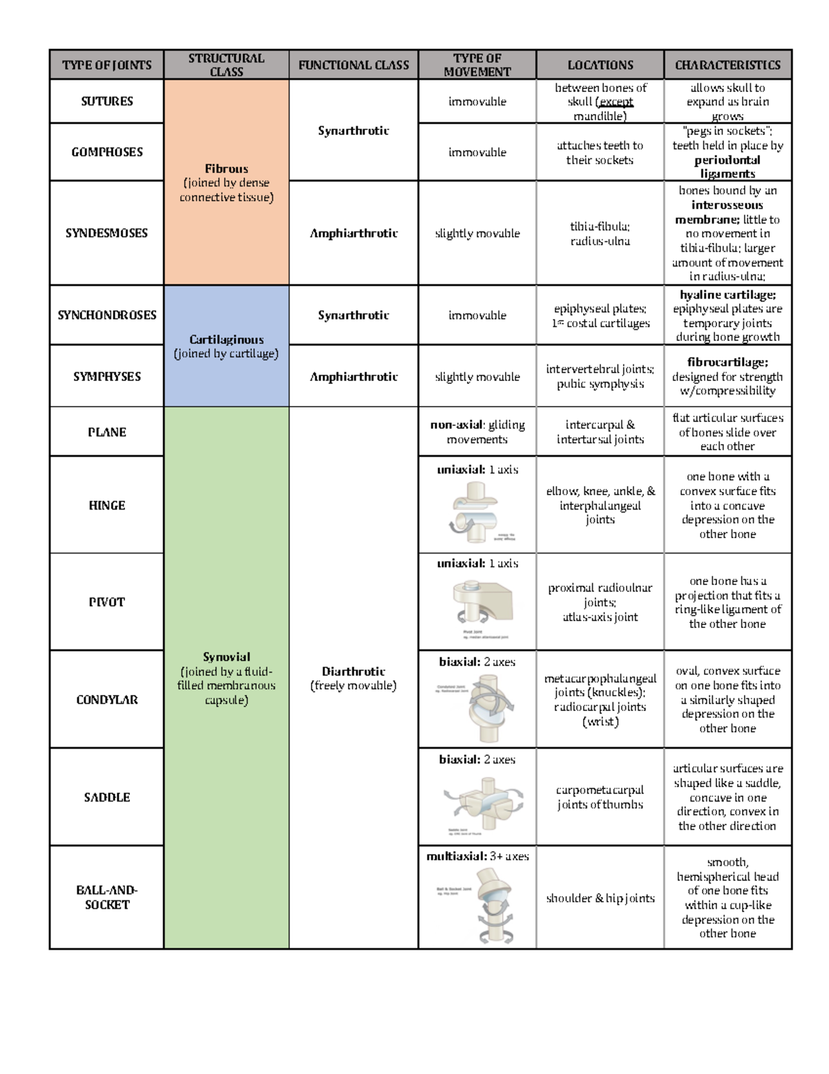 Joints Study Guide - TYPE OF JOINTS STRUCTURAL CLASS FUNCTIONAL CLASS ...