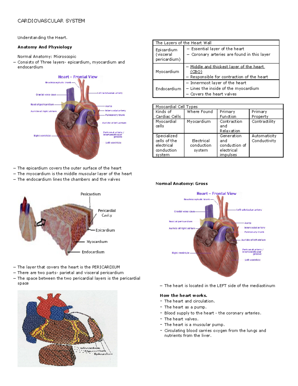 4 Cardiovascular-System - Understanding the Heart. Anatomy And ...
