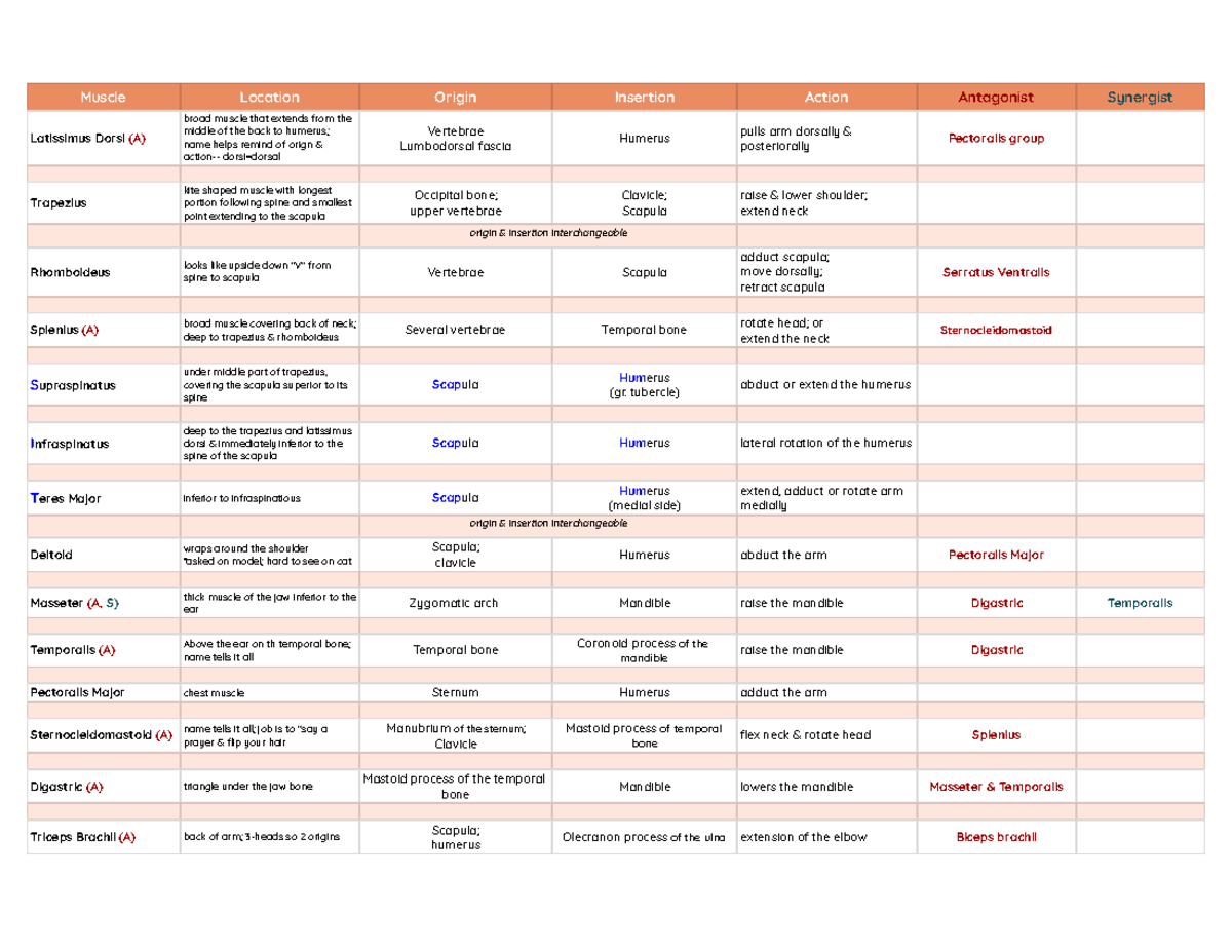 Muscle Origins & Insertions - Sheet 1-5 - Latissimus Dorsi (A) broad ...