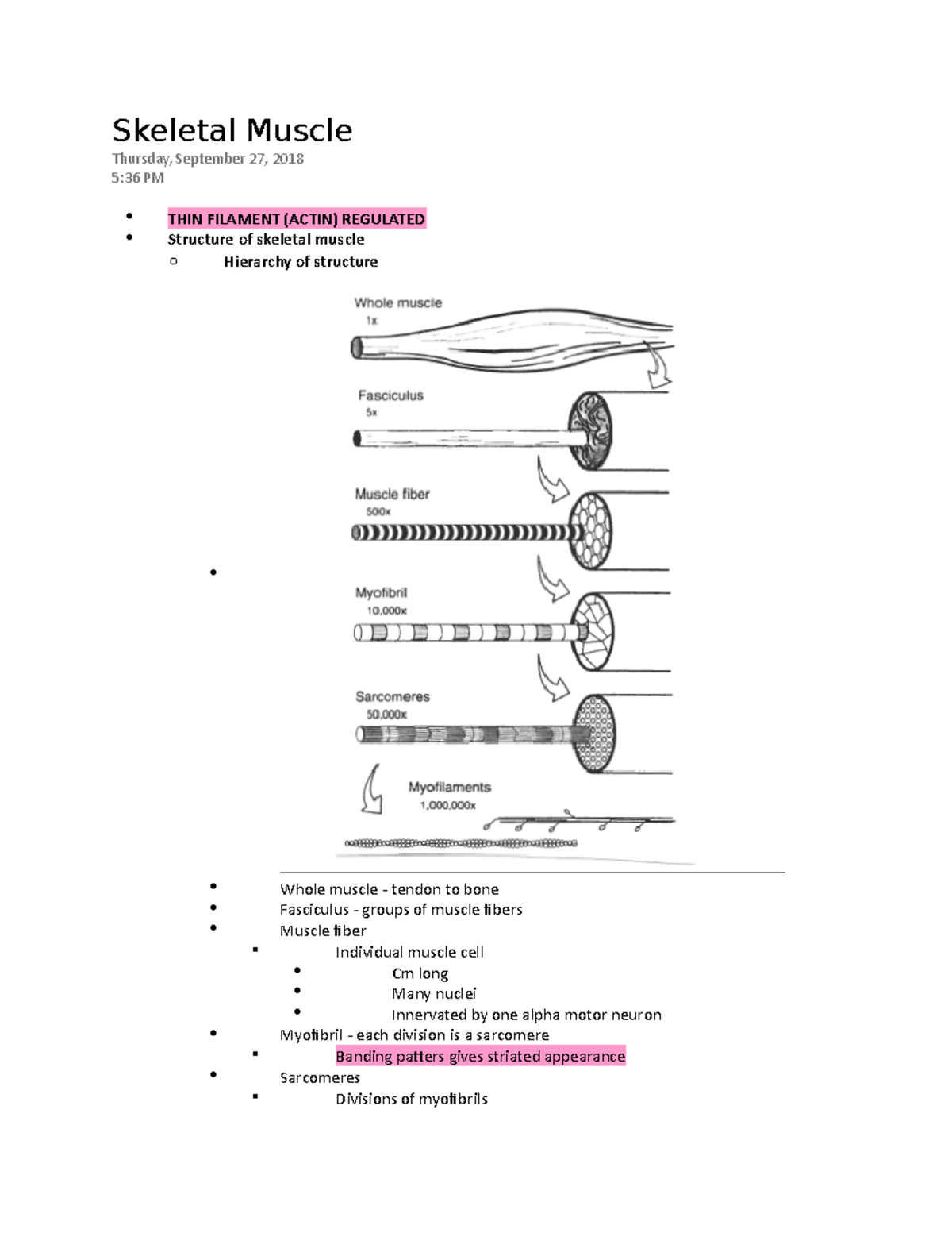 Skeletal Muscle - Lecture notes 1 - Skeletal Muscle Thursday, September ...