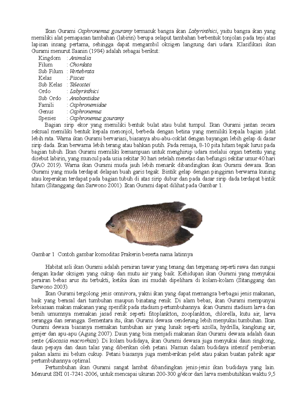 Ikan Gurami Osphronemus gouramy termasuk bangsa ikan Labyrinthici ...