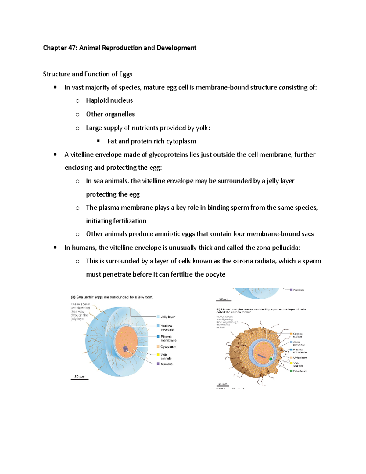 Chapter 47 - lecture notes - Chapter 47: Animal Reproduction and ...