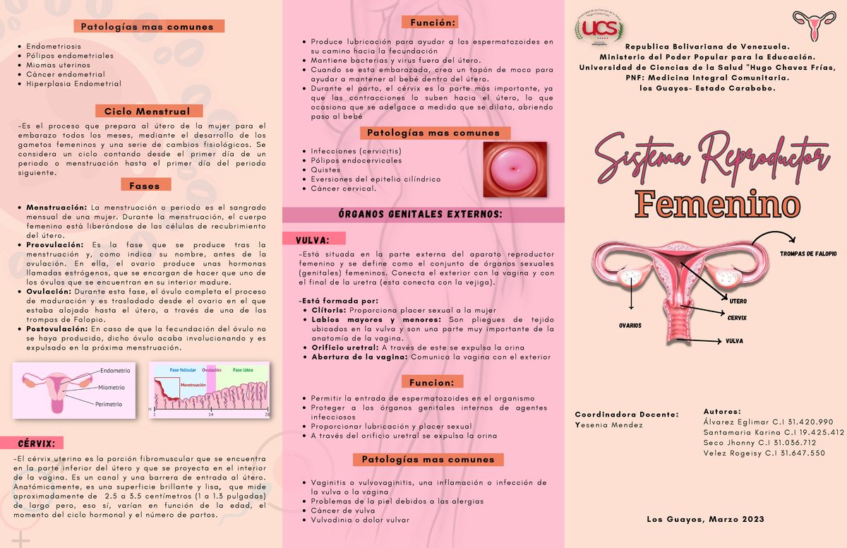 Trípticos Sistema reproductor femenino - Trompas de Falopio Ovarios Utero Cervix vulva ...