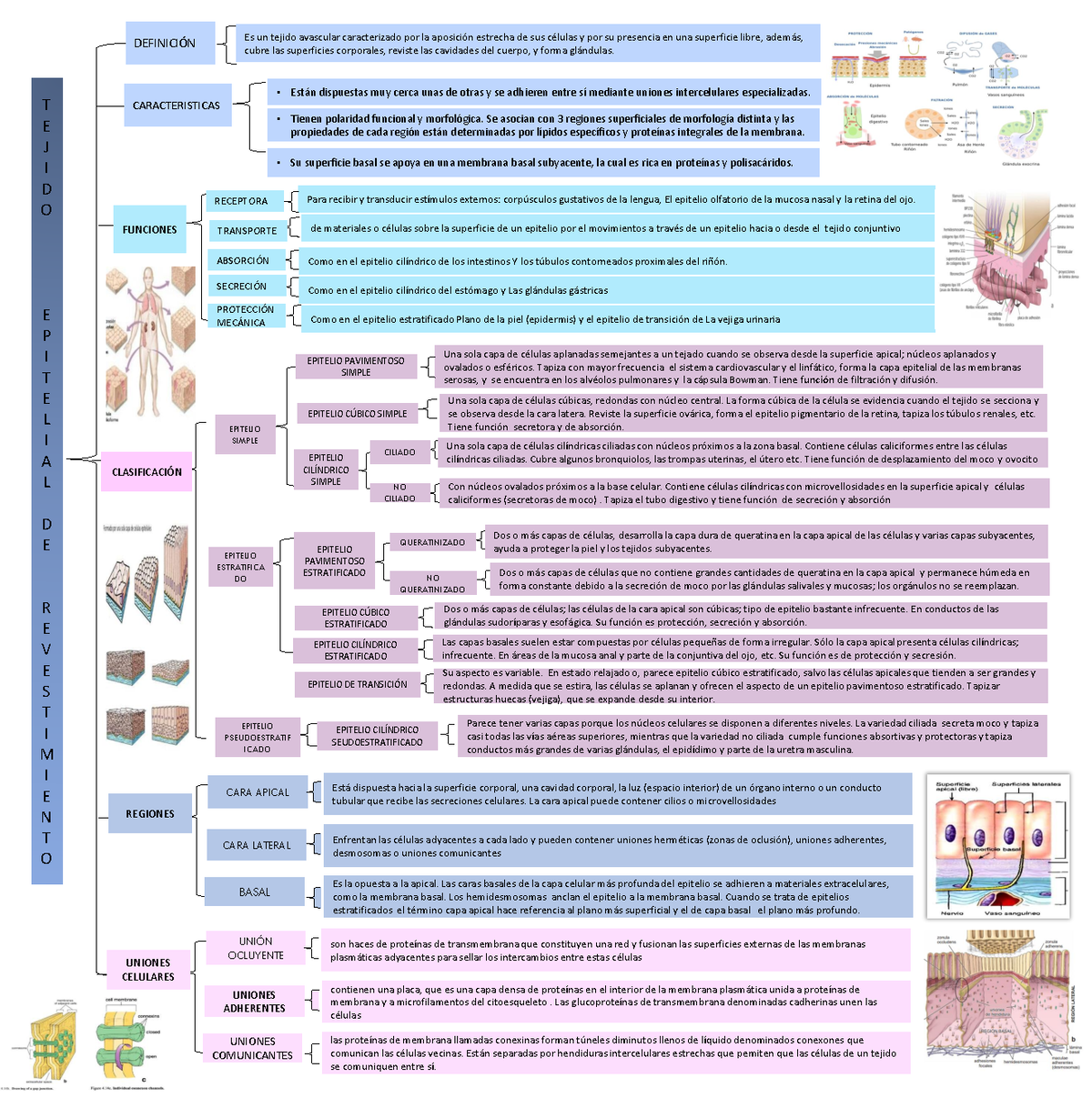 TEJIDO EPITELIAL DE REVESTIMIENTO - Warning: TT: undefined function: 32 Dos o más capas de ...