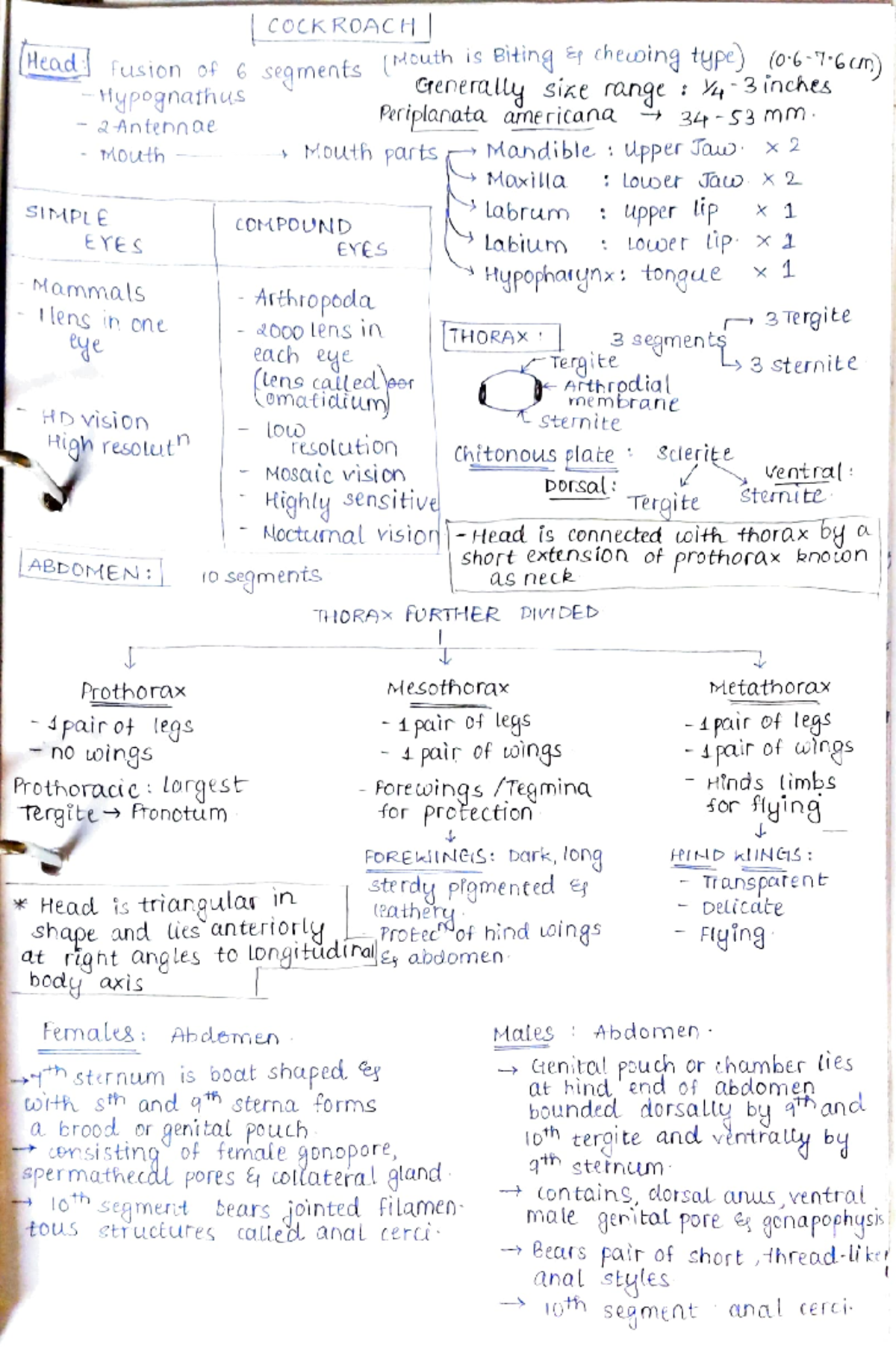Cockroach - COCK ROACH| Heod fusion of 6segments Cenerallu sike range ...