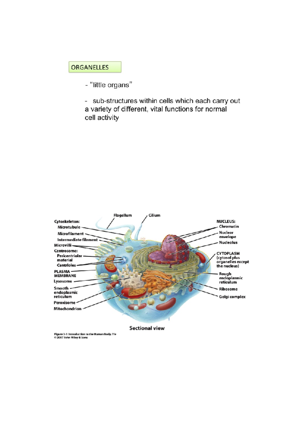 Cell organelles - ORQANELLES _ - "little organs” - subnstructures ...