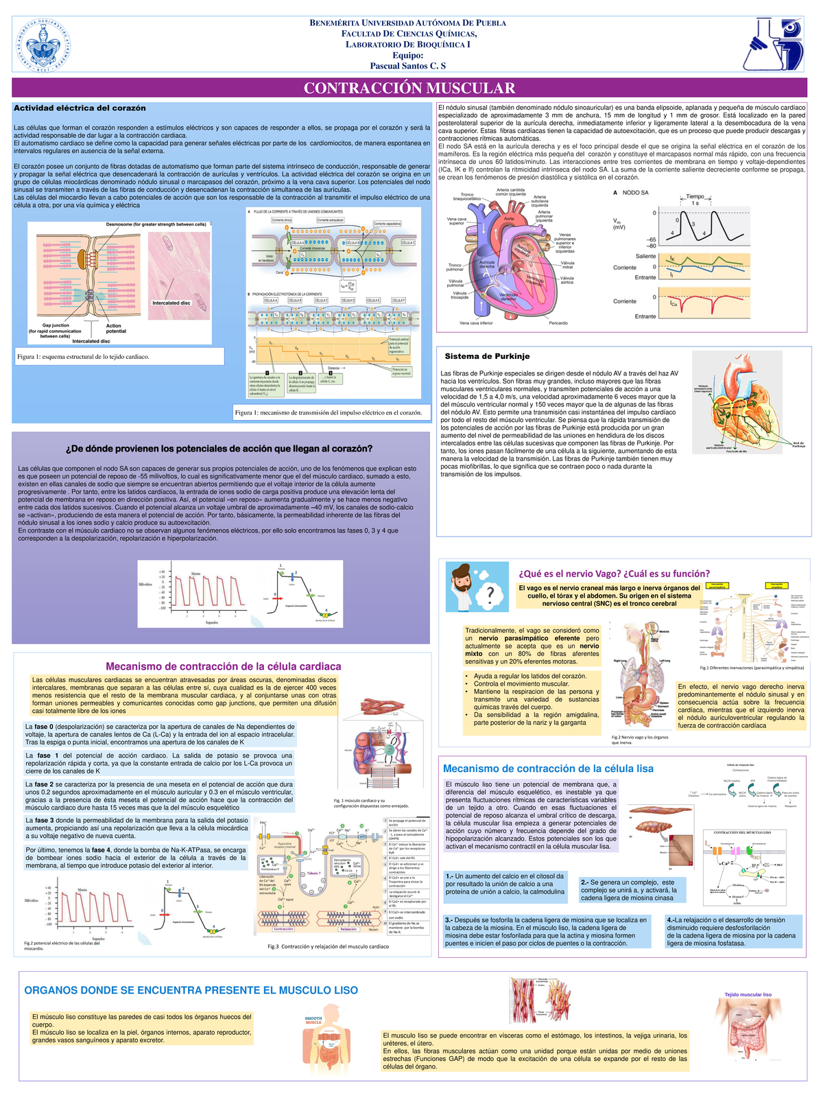CONTRACCION MUSCULAR - Warning: TT: undefined function: 32 BENEMÉRITA UNIVERSIDADAUTÓNOMADE ...