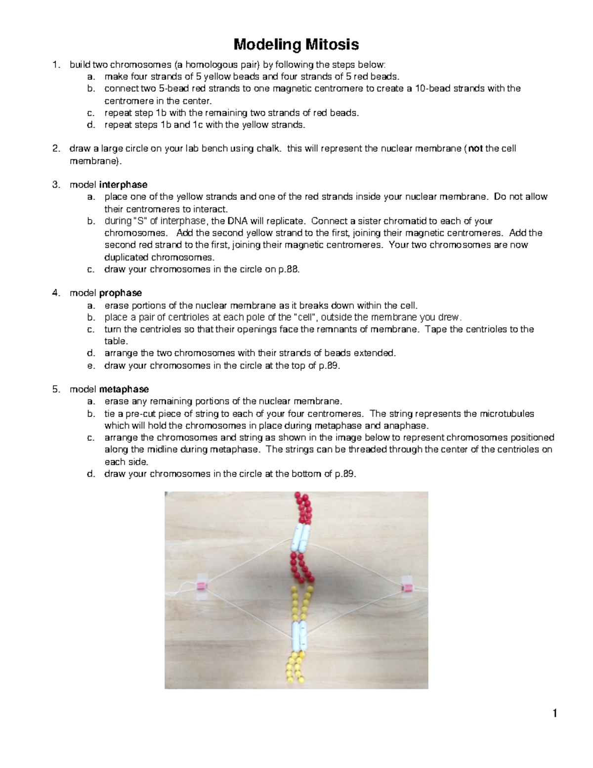 Cell division protocol and questions F22 - Modeling Mitosis build two ...