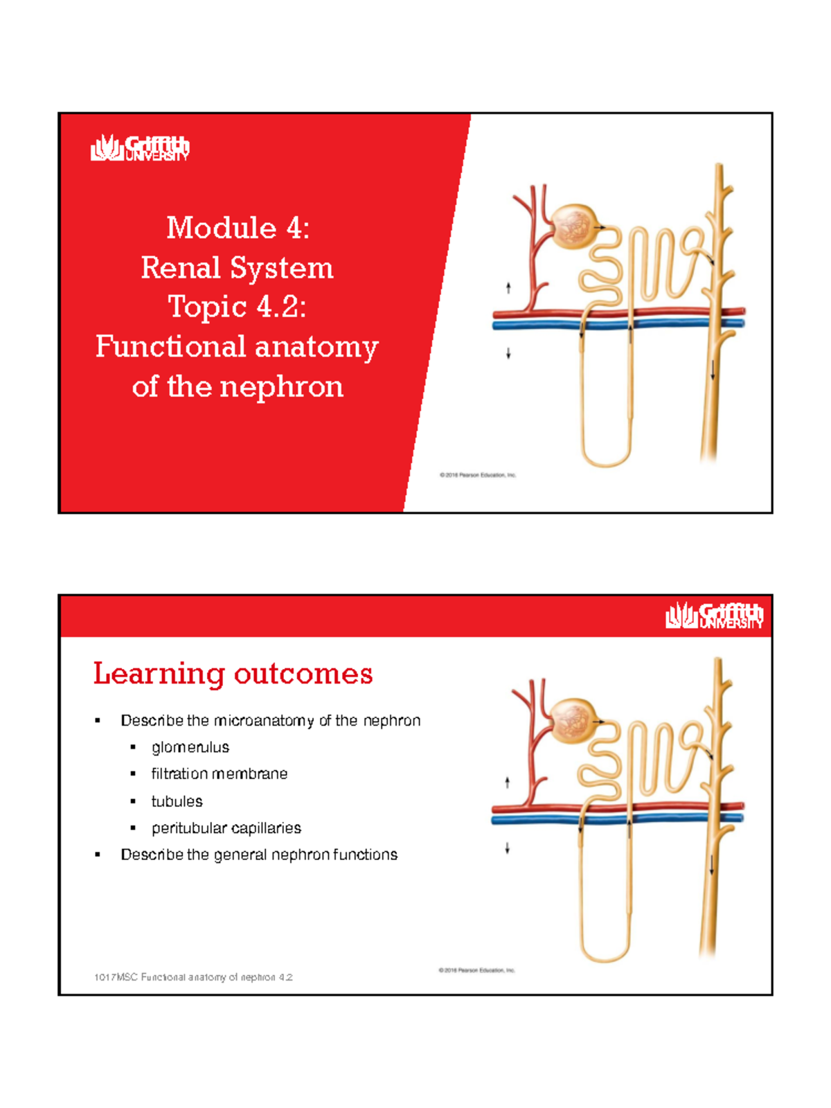 1017MSC Module 4 4.2 slides - Module 4: Renal System Topic 4 ...