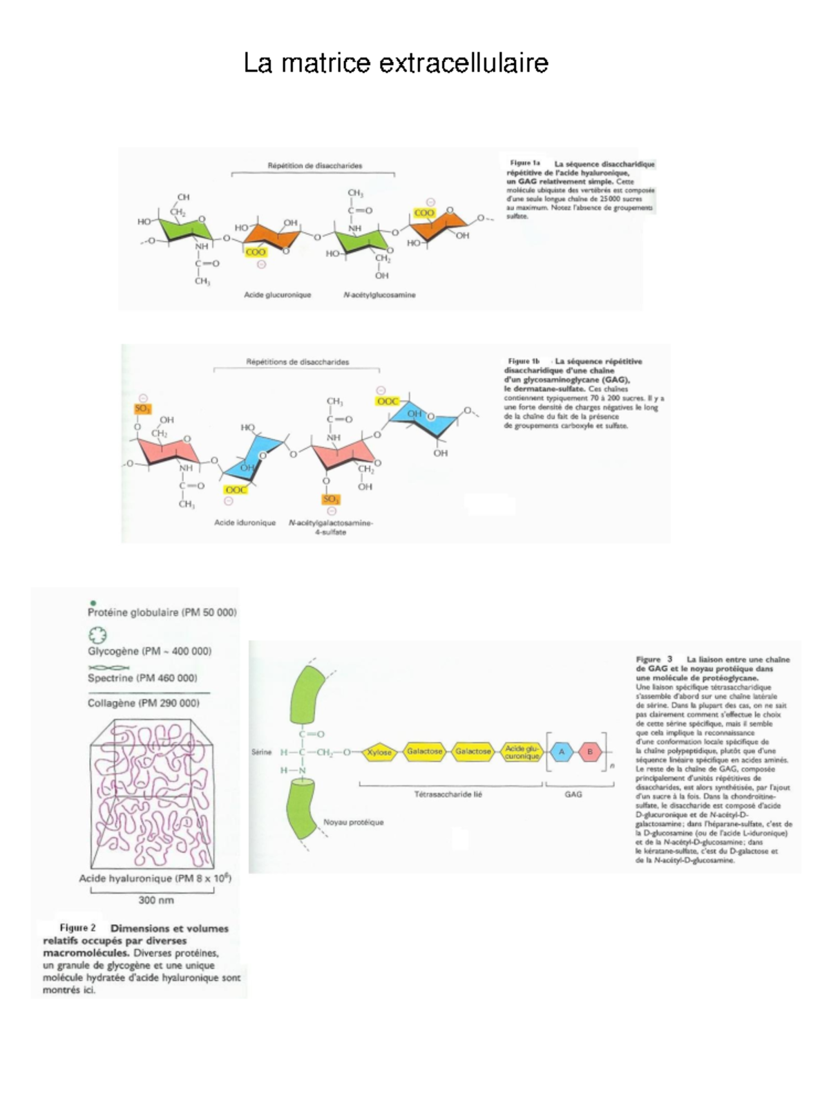 Matrice extracellulaire - biologie cellulaire - Studocu