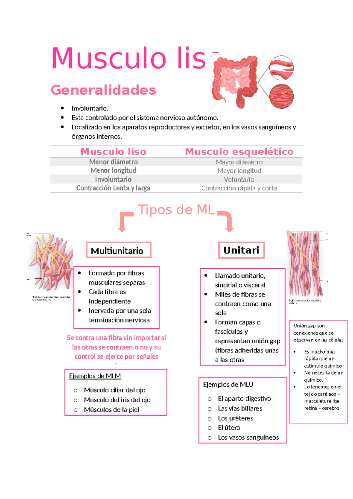 Musculo liso - fisiologia - Musculo liso Generalidades Involuntario ...