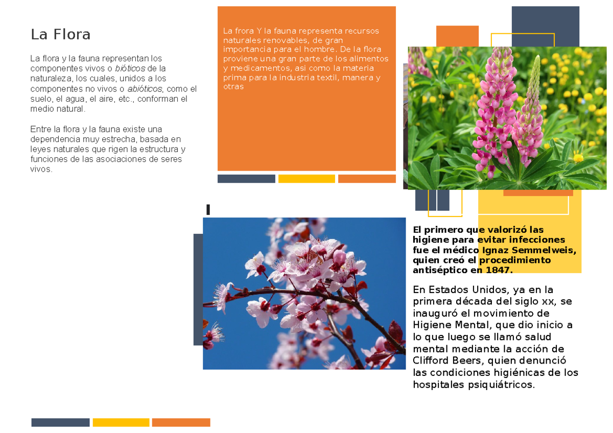 La Flora - RESUMEN - La Flora La flora y la fauna representan los ...