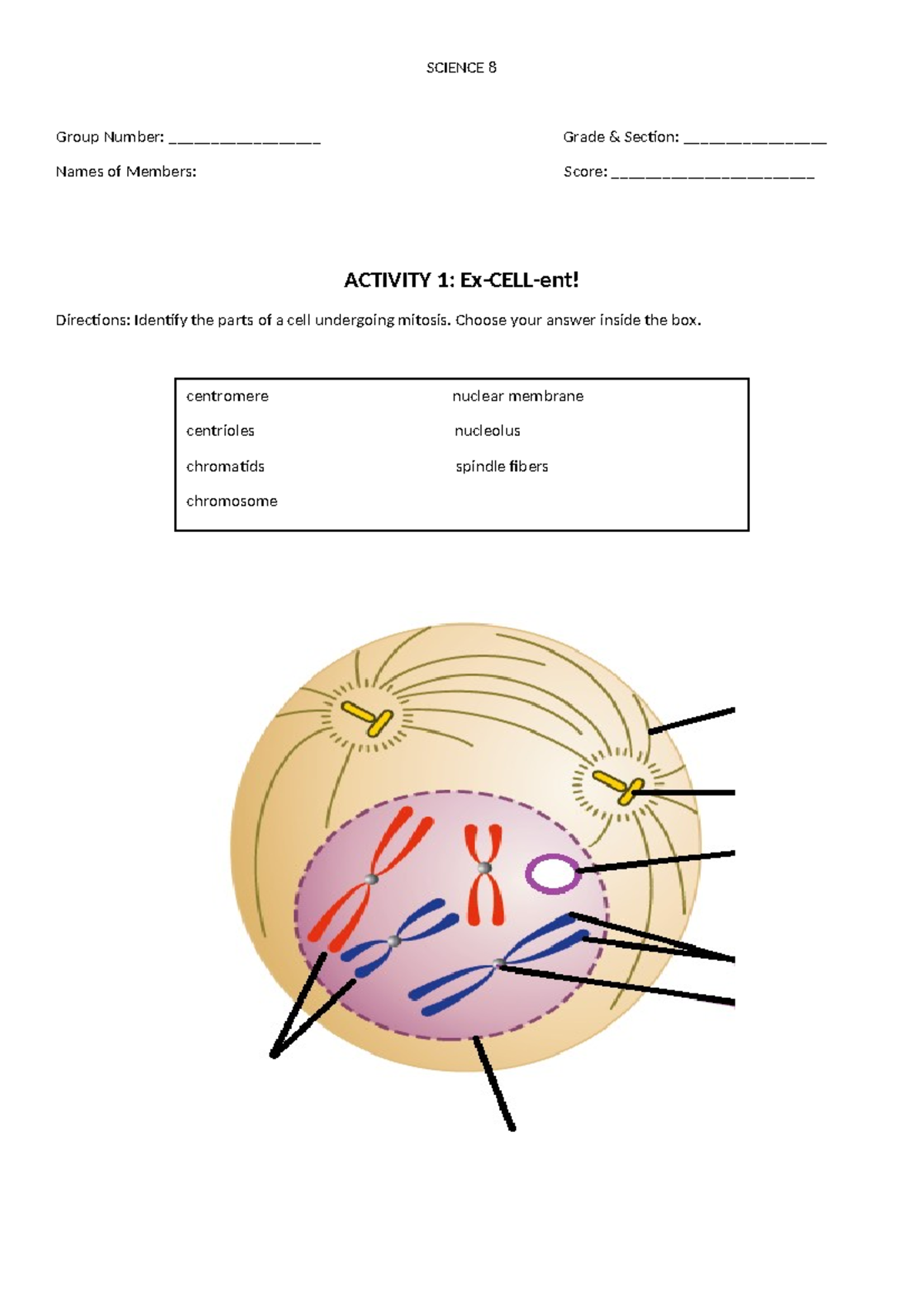Mitosis Activity Sheet - SCIENCE 8 Group Number ...