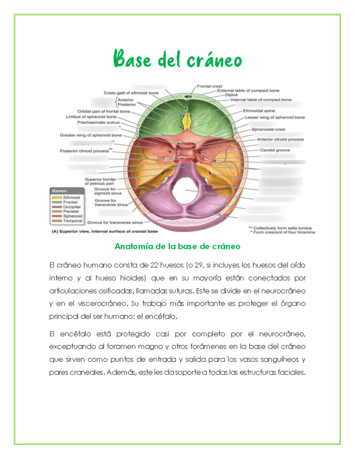 BASE DEL CRANEO Y CARACTERISTICAS - Anatomía de la base de cráneo El ...
