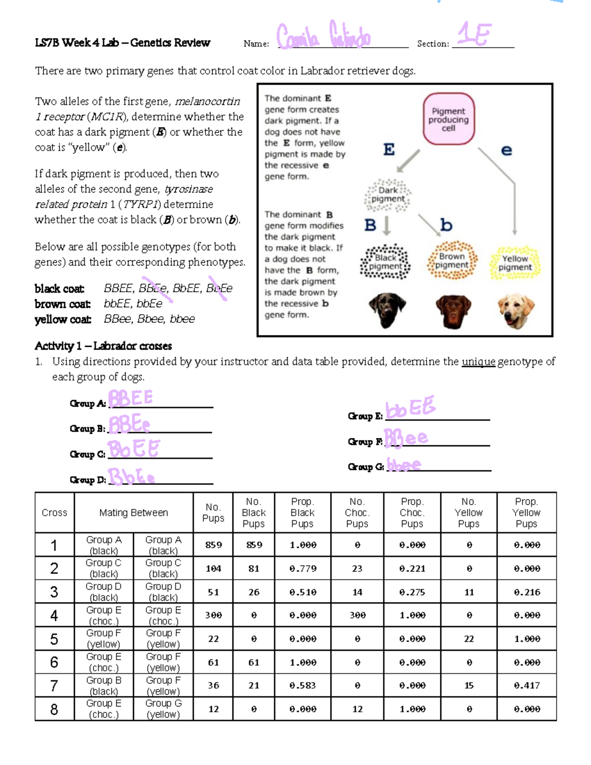 Week+4+Lab+Take+Home W24 AKM - LS7B Week 4 Lab – Genetics Review Name ...