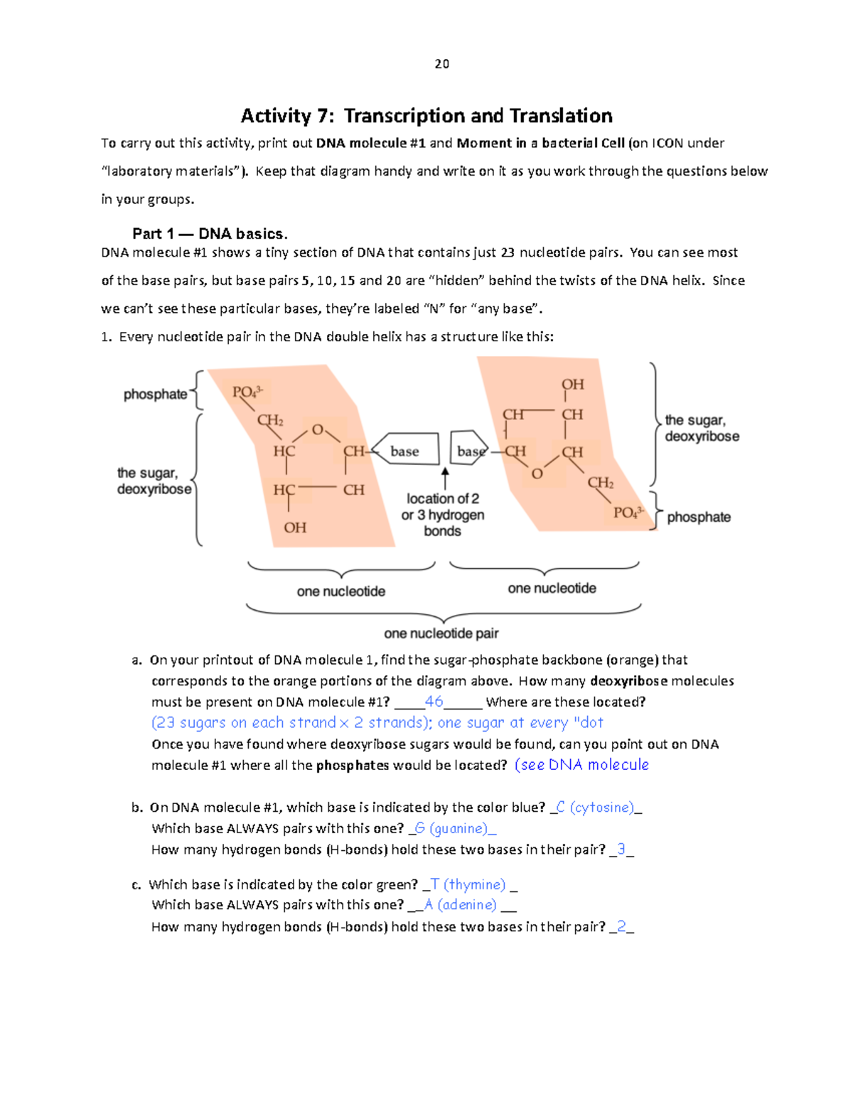 Week 5 Key 24 - Lab 7 and 8 - Activity 7 : Transcription and ...