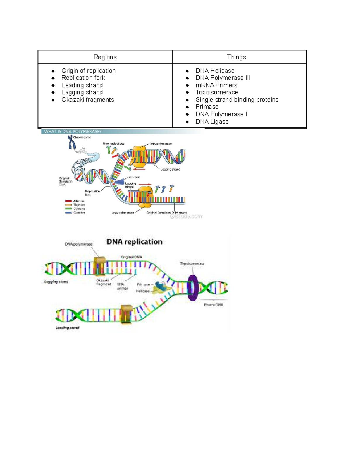 Zephaniah Dolo-Bass 23 - DNA Replication Activity - BIO 151 - Regions ...