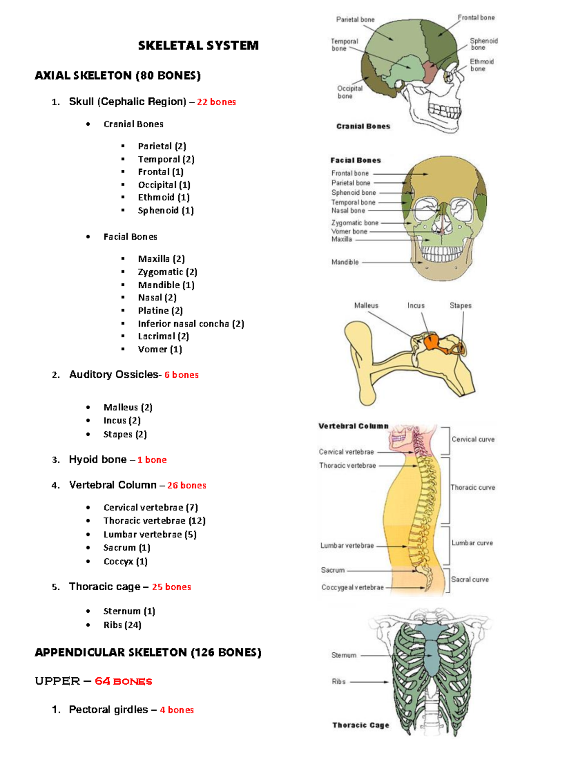 Skeletal- System - Blabla - SKELETAL SYSTEM AXIAL SKELETON (80 BONES) 1 ...