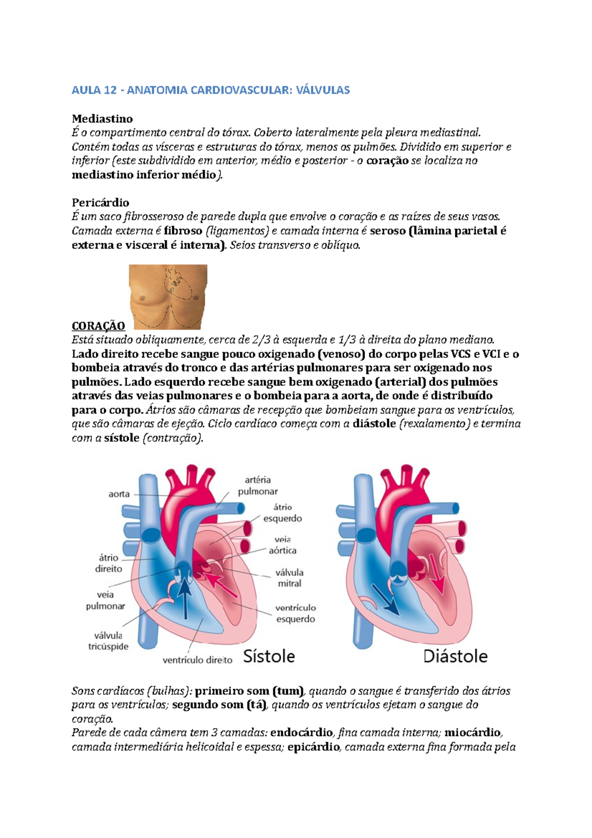 Anatomia Cardiovascular- Válvulas - AULA 12 - ANATOMIA CARDIOVASCULAR ...