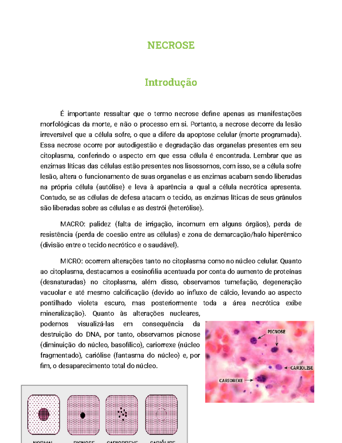 Resumo - Necrose - para estudos - NECROSE Introdução É importante ...