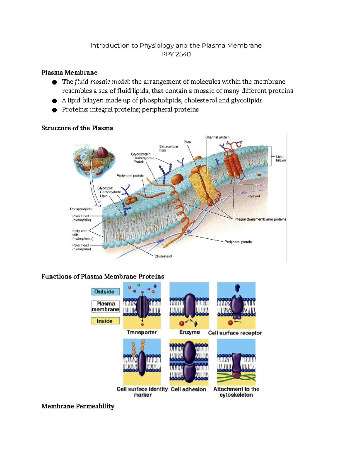 PPY 2540 Plasma Membrane - Introduction to Physiology and the Plasma ...