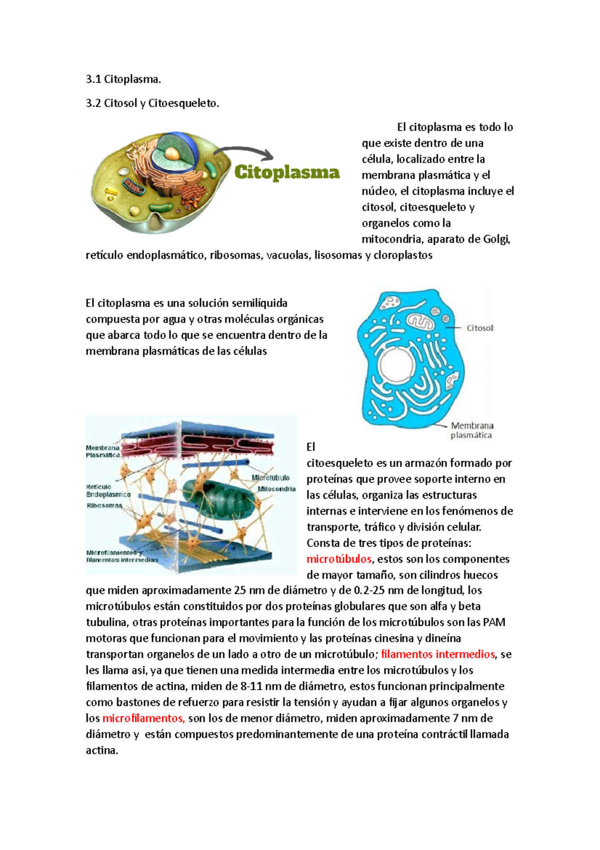 Celula y sus organelos - 3 Citoplasma. 3 Citosol y Citoesqueleto. El ...