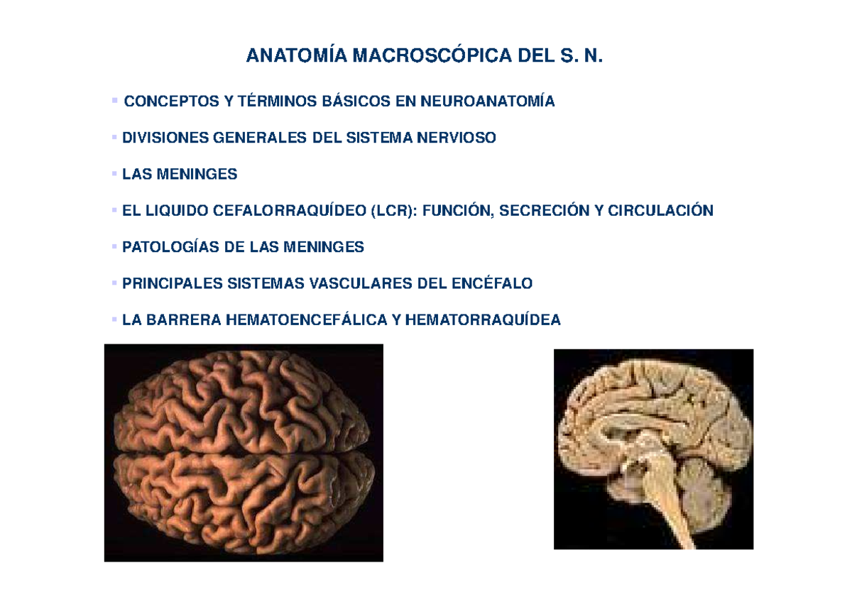 Neuroanatomia 1 - Apuntes 1 - StuDocu