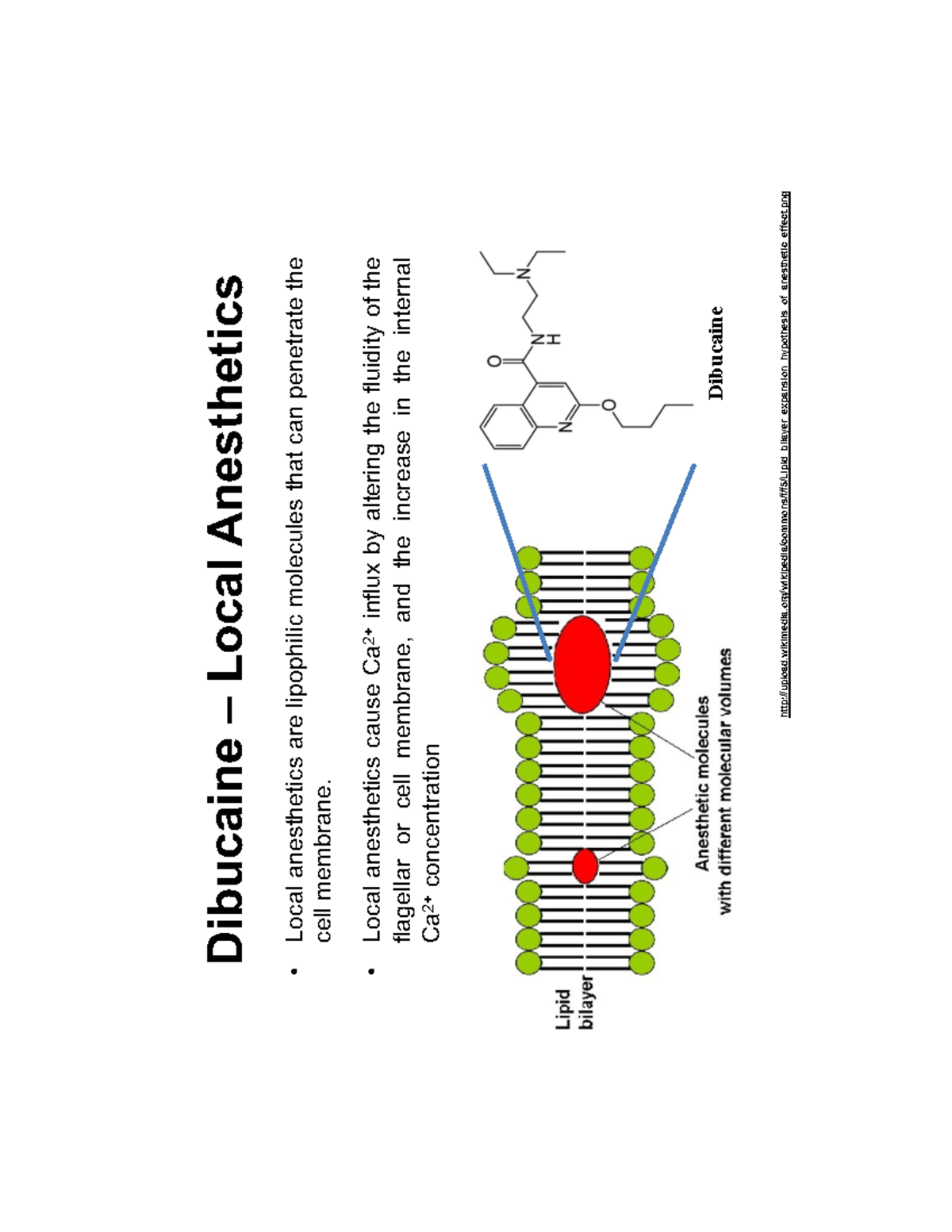 Bio lecture on dibucaine - Di bu cai n e – Lo c a l A n e s t h e t i ...