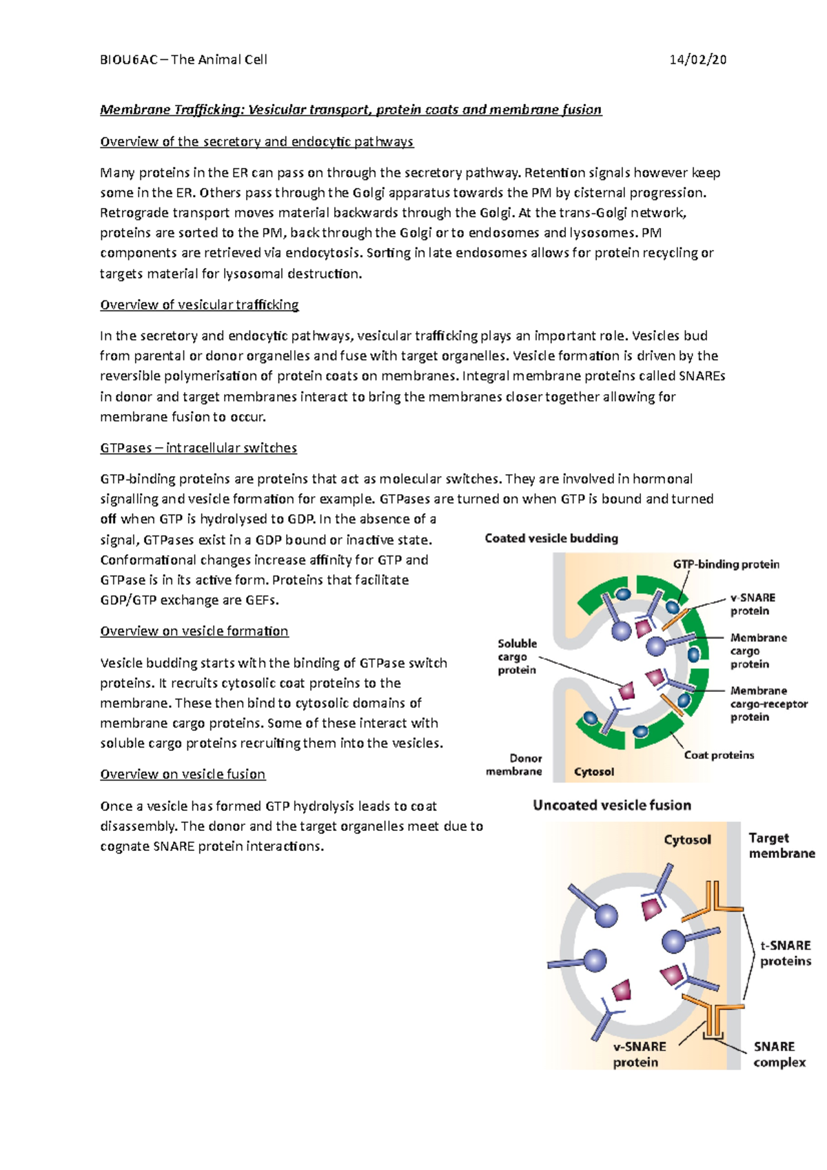 Membrane Trafficking - BIOU6AC – The Animal Cell 14/02/ Membrane ...